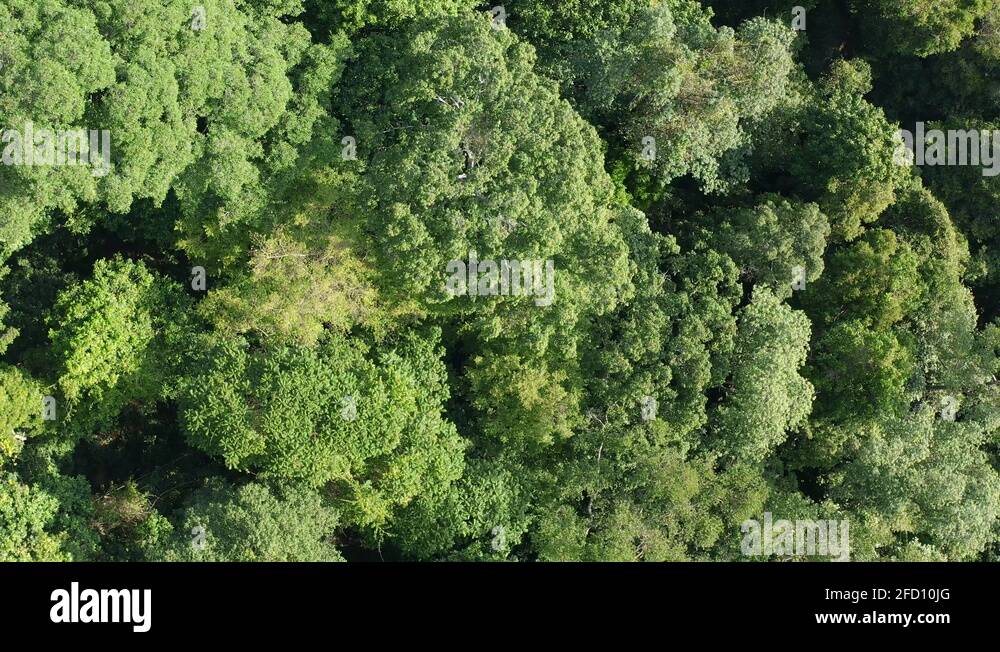 Overhead tree canopy Stock Videos & Footage - HD and 4K Video Clips - Alamy