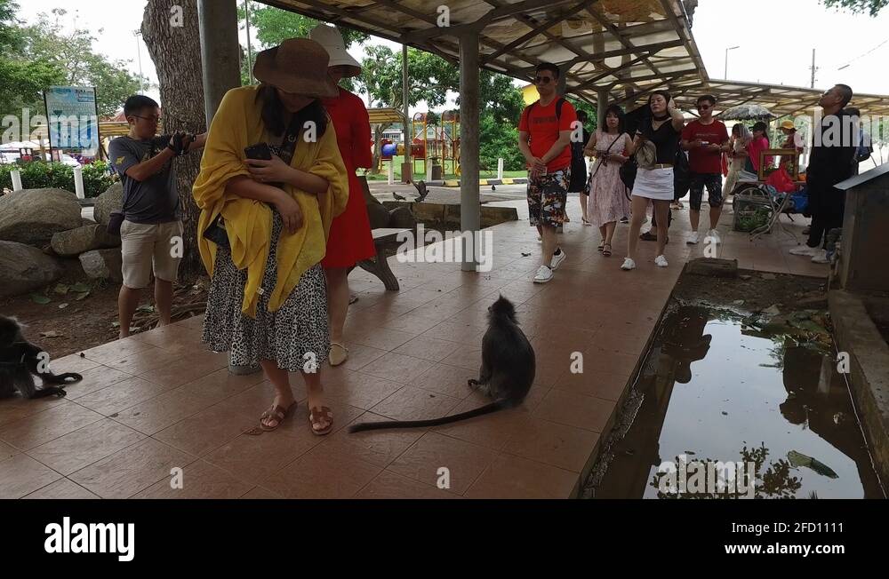 Monkey with phone Stock Videos & Footage - HD and 4K Video Clips - Alamy