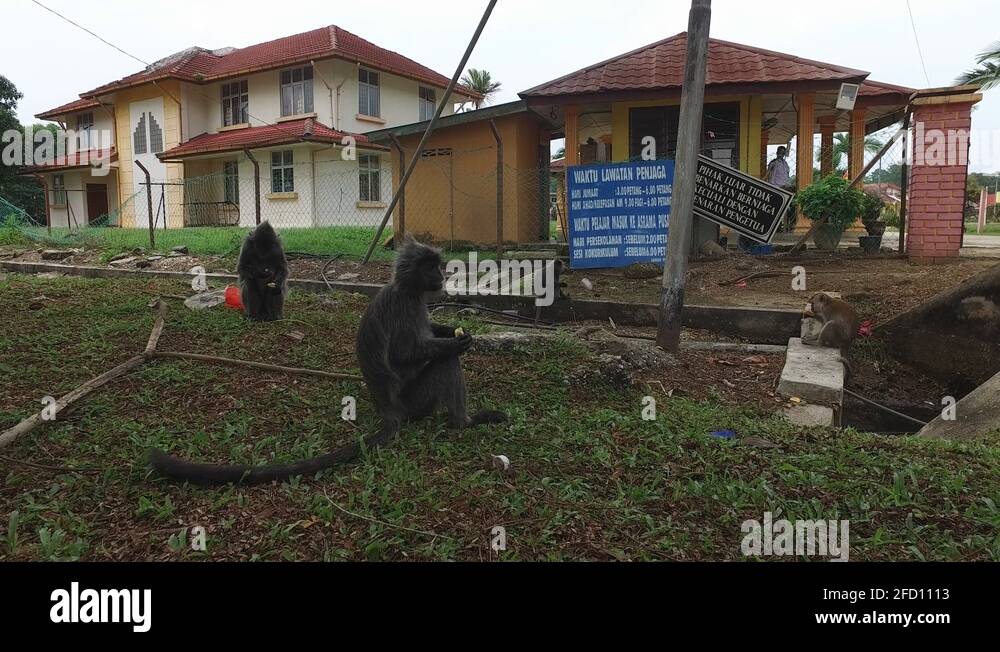 Monkey school Stock Videos & Footage - HD and 4K Video Clips - Alamy