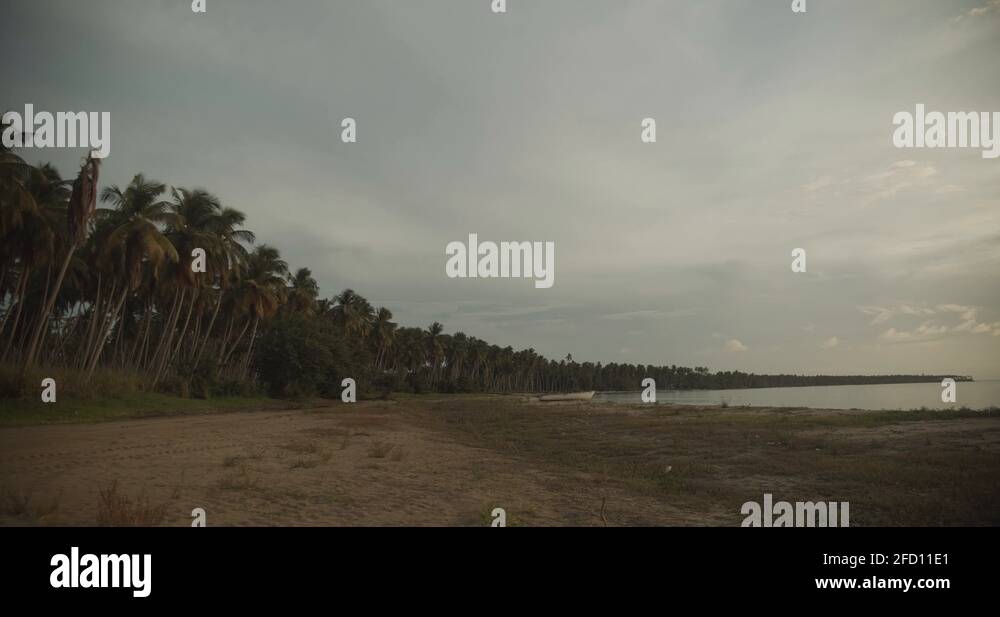 Coconut estate Stock Videos & Footage - HD and 4K Video Clips - Alamy