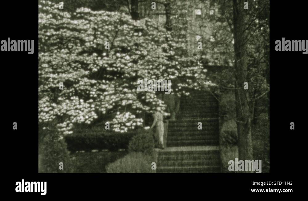 1940s: Woman walks behind tree. Garden with steps and pathways and ...