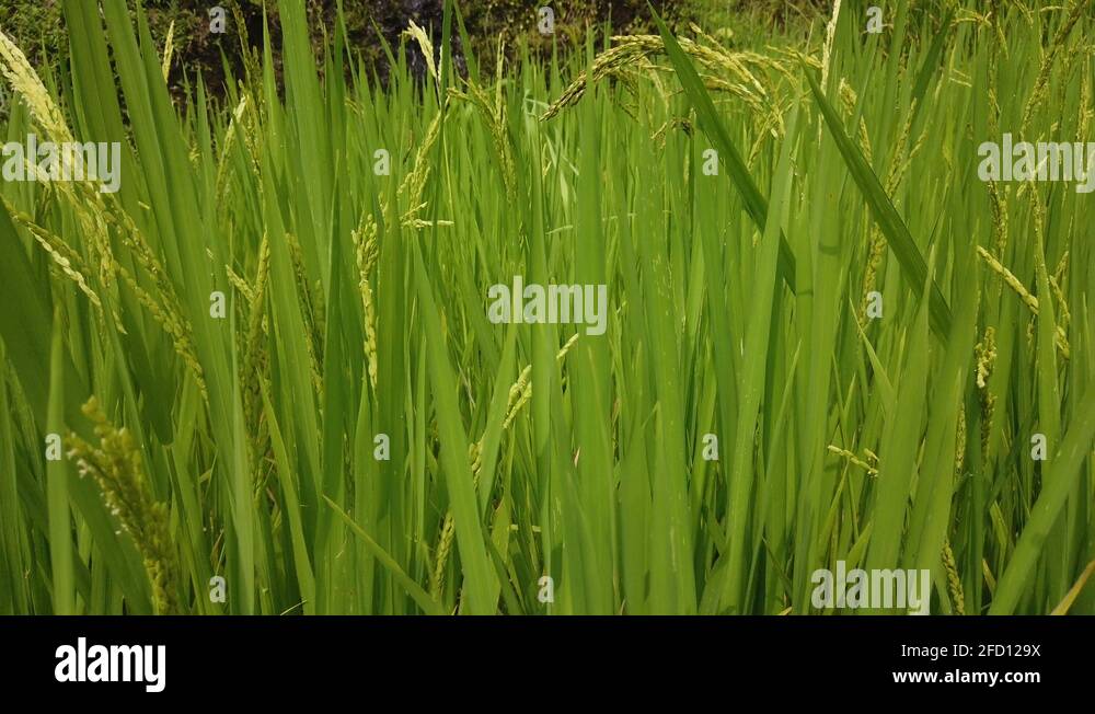 Rice fields ubud bali rice paddies ubud bali Stock Videos & Footage ...