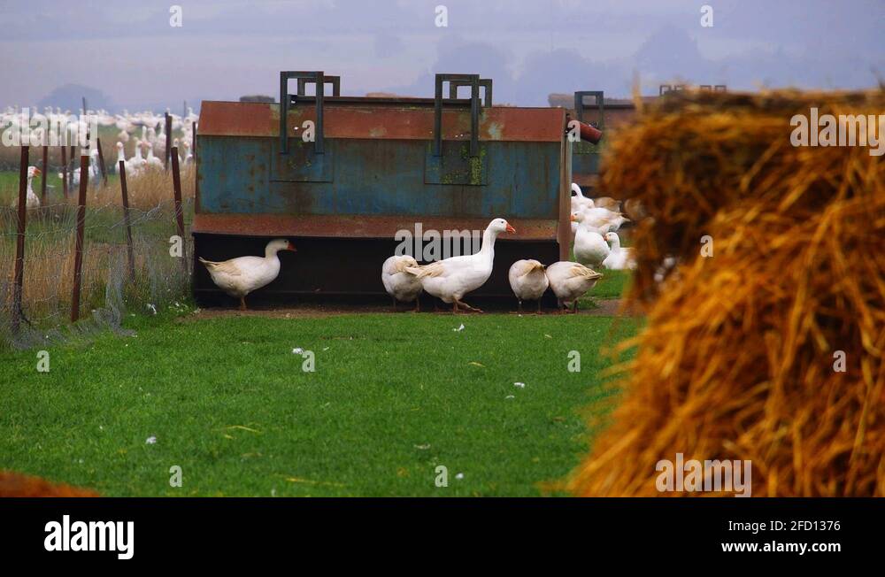 Free range geese eating at trough/feed bin at outdoor free range ...