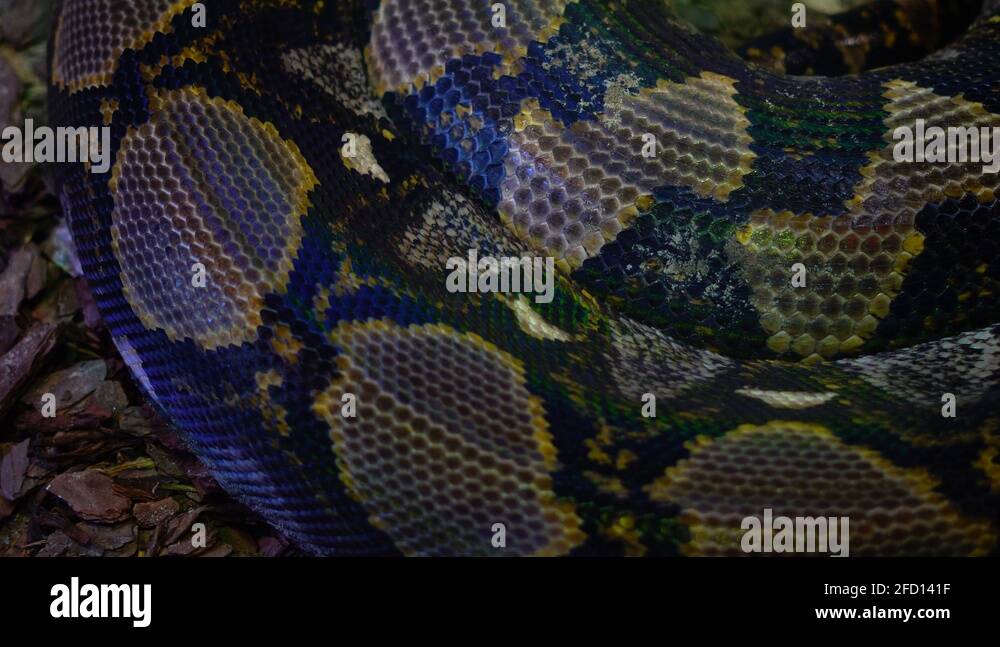 Royal python snake Stock Videos & Footage - HD and 4K Video Clips - Alamy