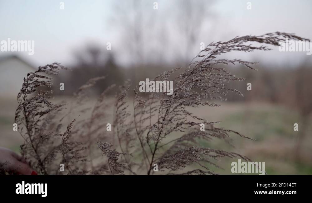 Windy branches Stock Videos & Footage - HD and 4K Video Clips - Alamy
