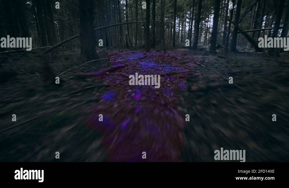 Predator species Stock Videos & Footage - HD and 4K Video Clips - Alamy