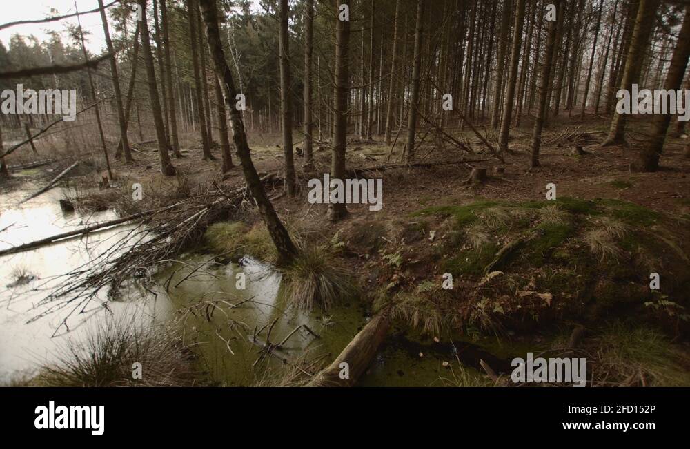 Looking Around Swamp Lake In Deep Dark Forest With Creepy Tall Trees ...