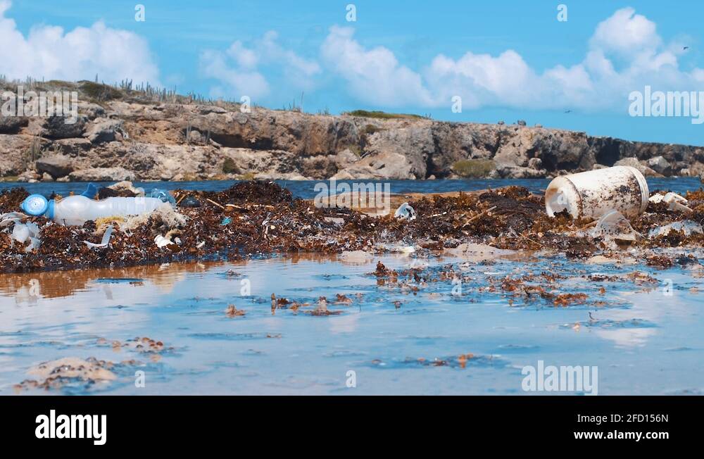 Plastic pollution littered on beach with sargassum seaweed bloom ...