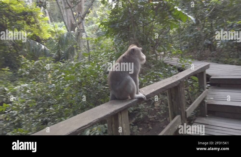 Monkey sitting on the wooden bridge in jungle not scared of peoples in ...