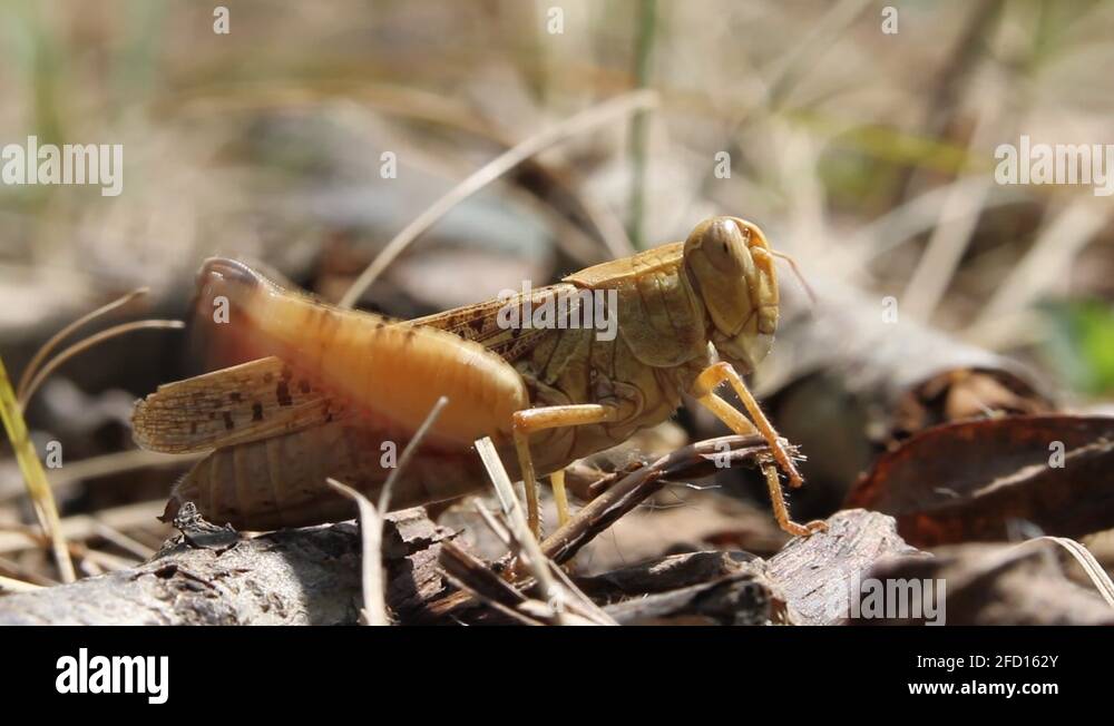Scary grasshopper Stock Videos & Footage - HD and 4K Video Clips - Alamy