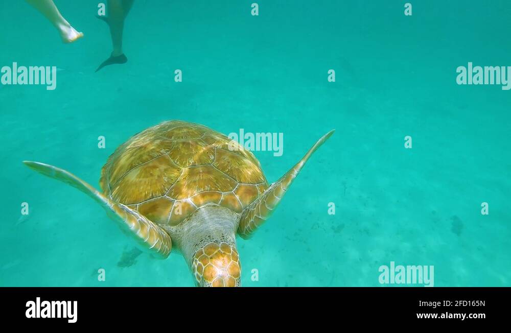 Caribbean sea turtles Stock Videos & Footage - HD and 4K Video Clips ...