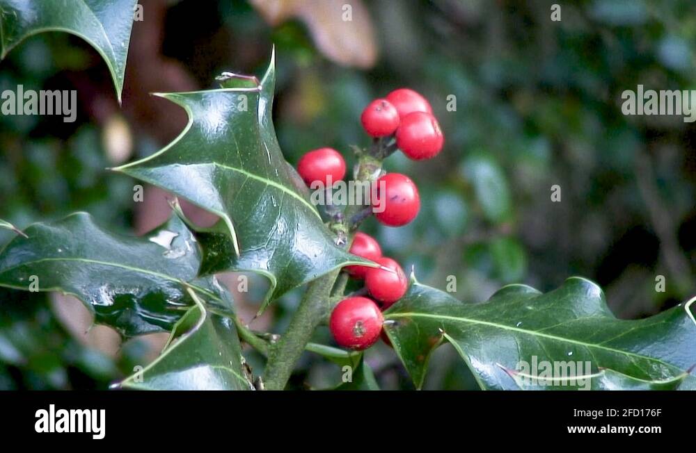 Holly bush Stock Videos & Footage - HD and 4K Video Clips - Alamy