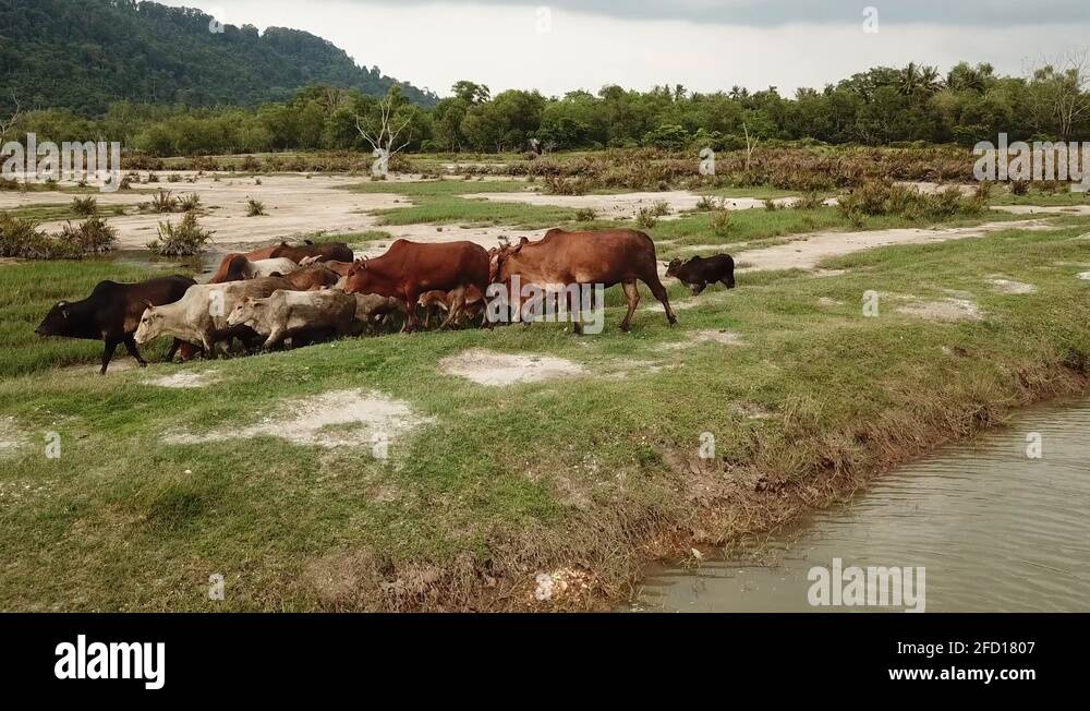 Dirty cows Stock Videos & Footage - HD and 4K Video Clips - Alamy