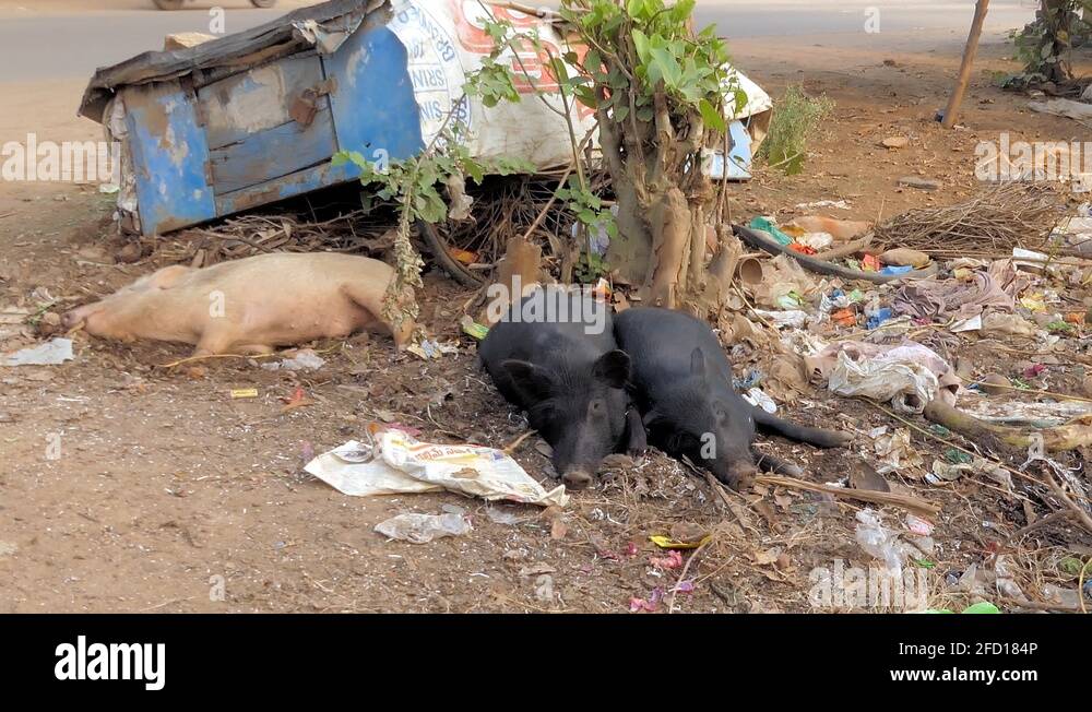 Solid pigs Stock Videos & Footage - HD and 4K Video Clips - Alamy