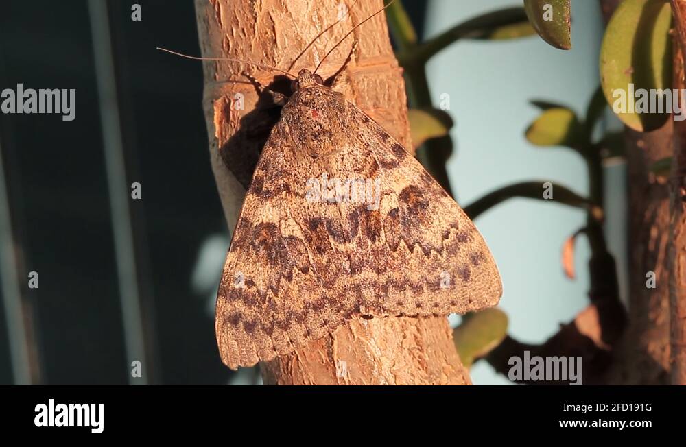 Sun moth Stock Videos & Footage - HD and 4K Video Clips - Alamy
