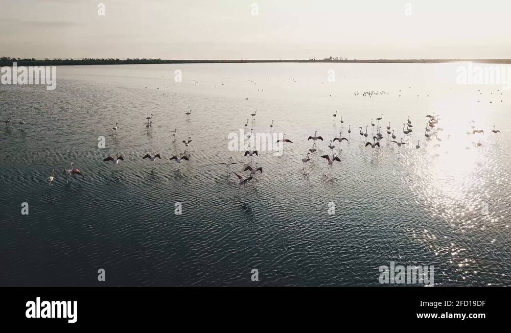 Flamingo stretching Stock Videos & Footage - HD and 4K Video Clips - Alamy