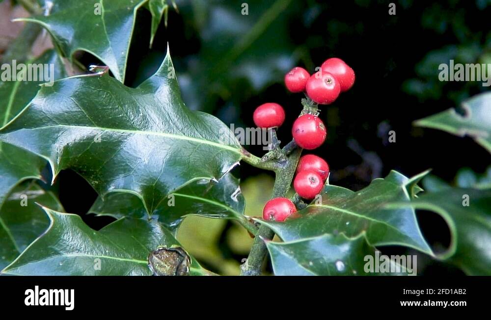 Red shiny berries Stock Videos & Footage - HD and 4K Video Clips - Alamy