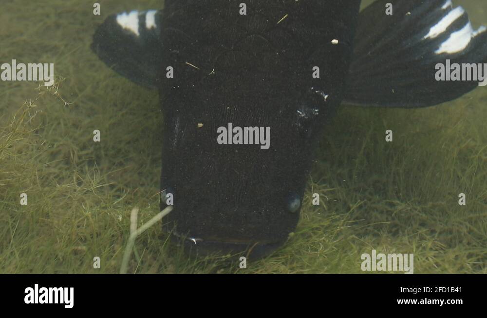 Arapaima fish closeup showing its face and tail, then showing fishes ...