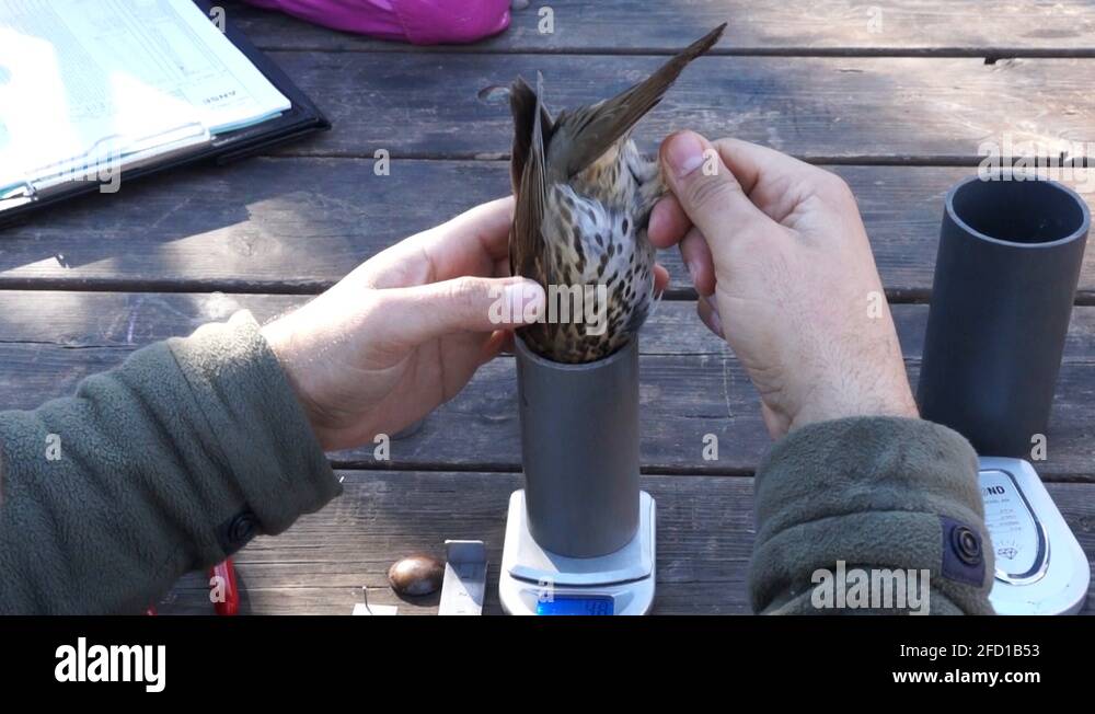 Weighing a bird's weight with a tube on a scale, closeup Stock Video ...