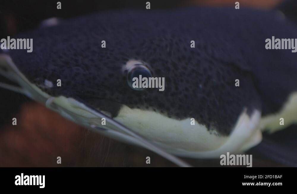Redtail catfish (Pirarara) fish closeup and PAN showing body long shot ...