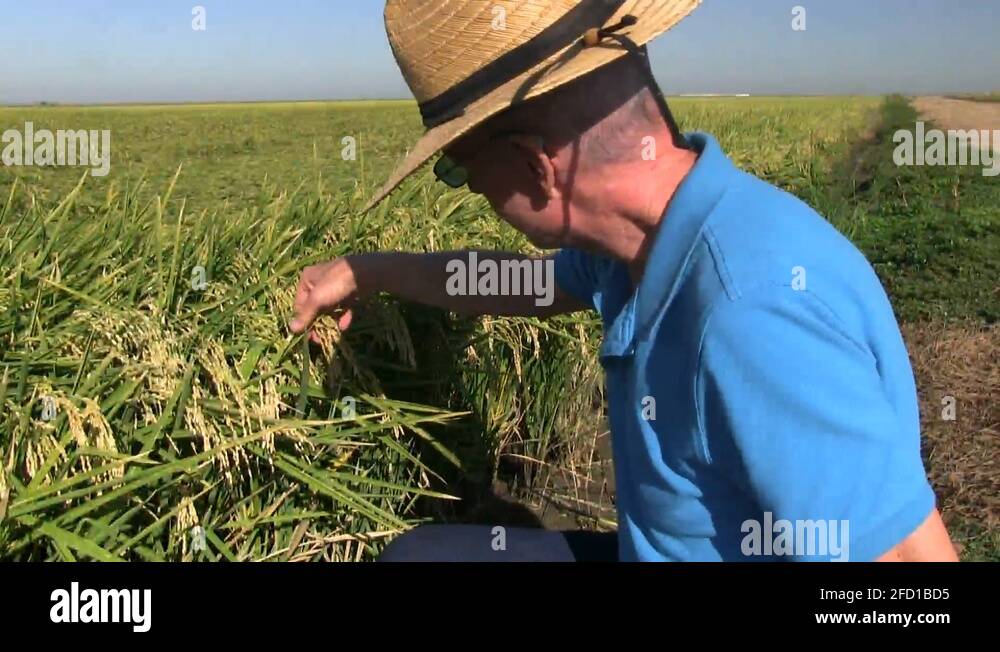 California rice field Stock Videos & Footage - HD and 4K Video Clips ...