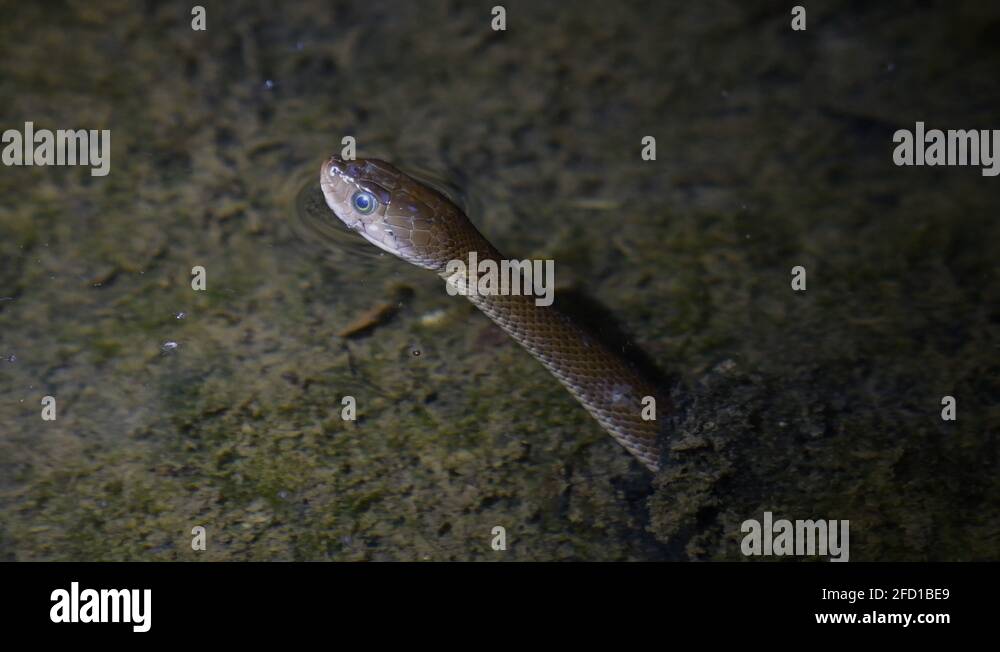 Asiatic water snake Stock Videos & Footage - HD and 4K Video Clips - Alamy