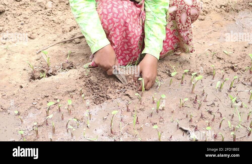 Woman picking crops Stock Videos & Footage - HD and 4K Video Clips - Alamy
