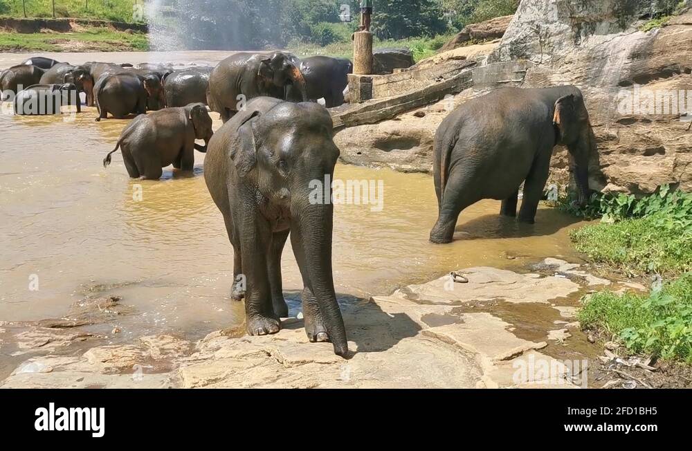 Elephants in river sri lanka Stock Videos & Footage - HD and 4K Video ...