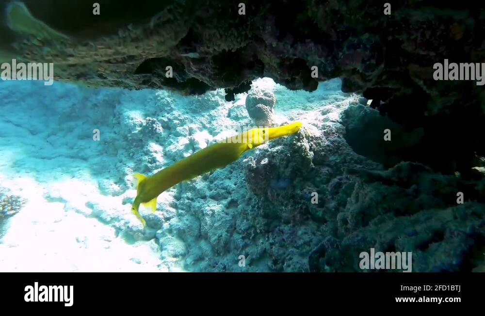 Bright yellow tropical fish Stock Videos & Footage - HD and 4K Video ...