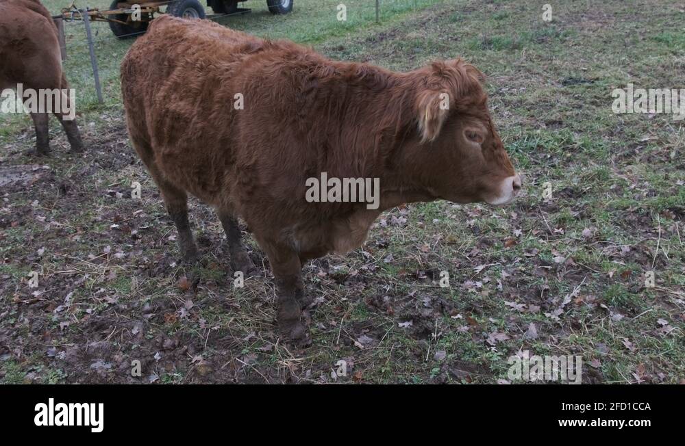 Brown beef cow Stock Videos & Footage - HD and 4K Video Clips - Alamy