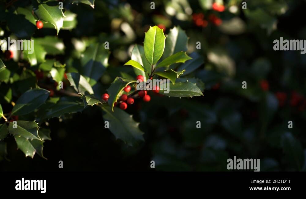 holly tree with red berries harsh light and shadow 1080p 30fps Stock ...