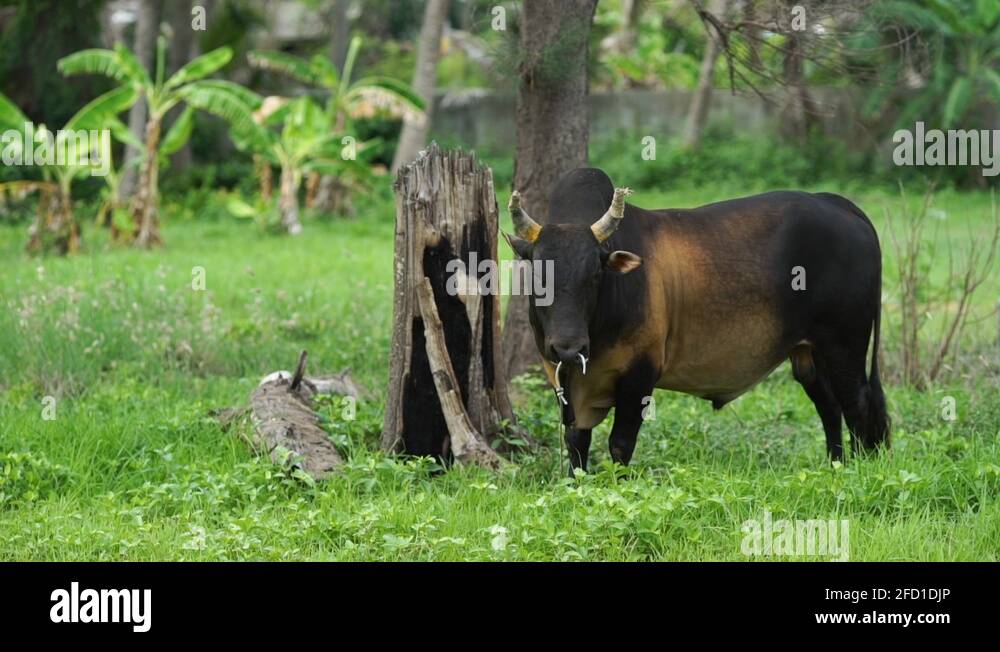 Cow park park Stock Videos & Footage - HD and 4K Video Clips - Alamy