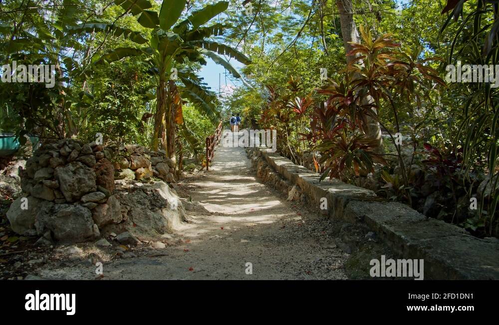 Cancun mexico forest Stock Videos & Footage - HD and 4K Video Clips - Alamy