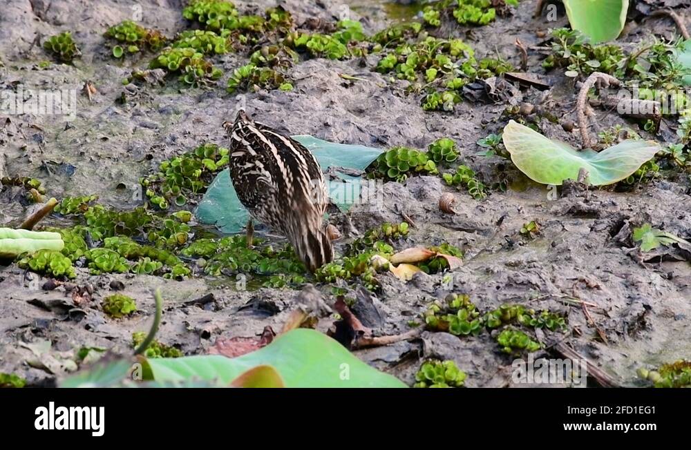 Mud in pipes Stock Videos & Footage - HD and 4K Video Clips - Alamy