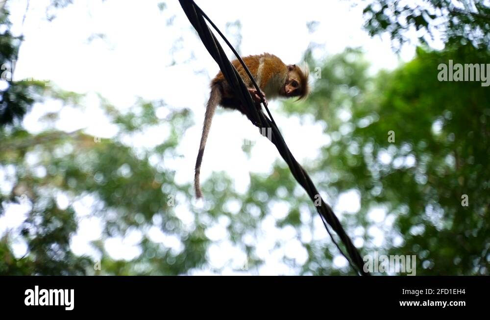 Monkey on a wire Stock Videos & Footage - HD and 4K Video Clips - Alamy