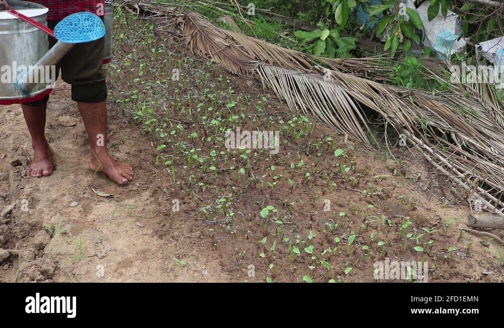 a bare footed man walking in cultivated field in Cambodia and wetting ...