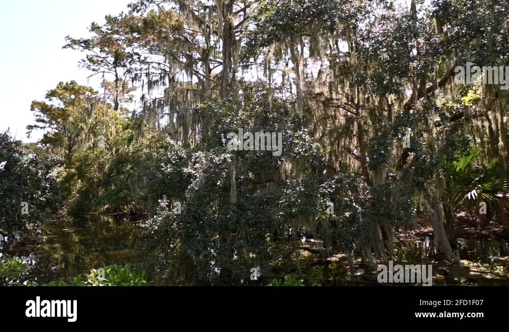 Spanish moss trees in bayou Stock Videos & Footage - HD and 4K Video ...
