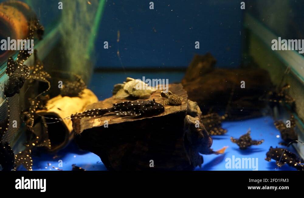 Species black white Stock Videos & Footage - HD and 4K Video Clips - Alamy