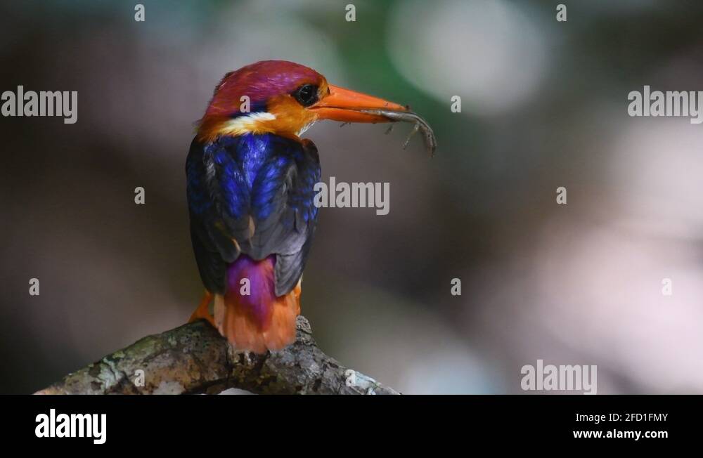 Black-backed Kingfisher, Ceyx erithaca, with a Skink in its mouth ready ...