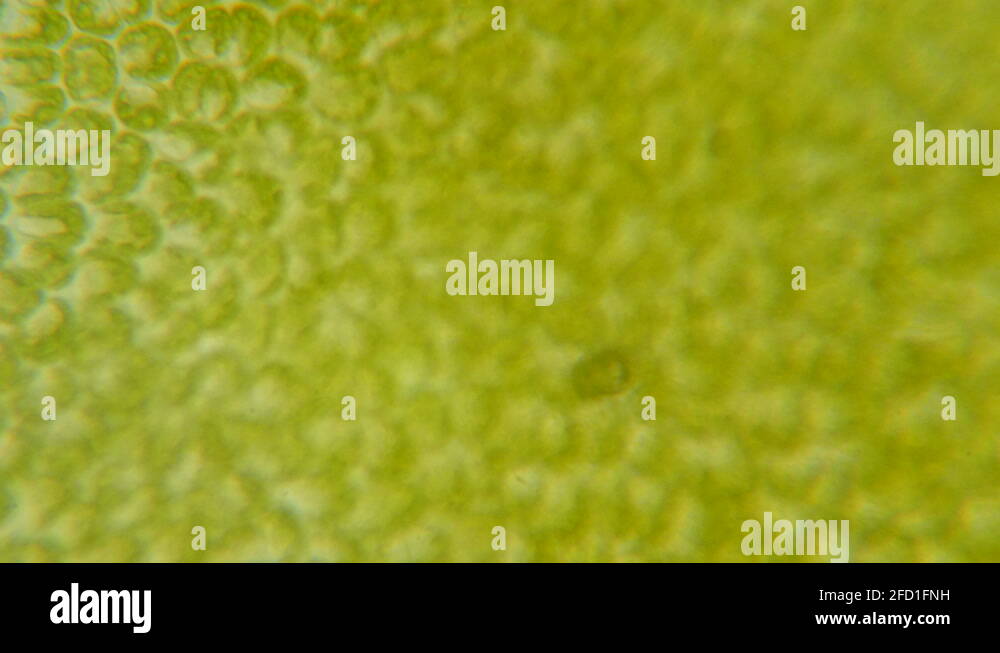 Chloroplast under a microscope. Chloroplasts in plant cells. Cell ...