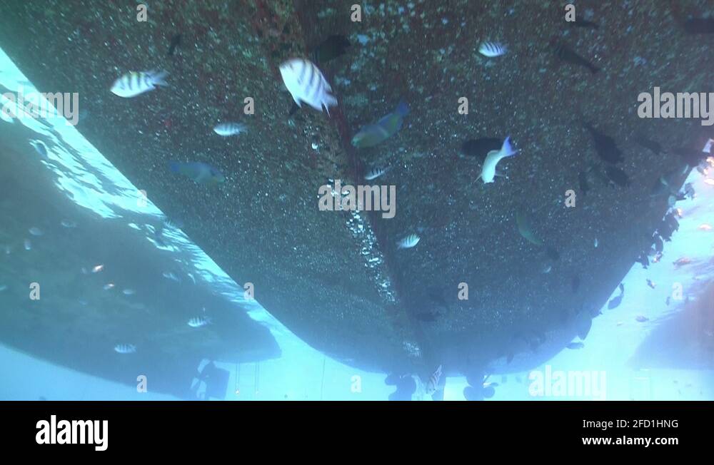 Dive red sea Stock Videos & Footage - HD and 4K Video Clips - Alamy