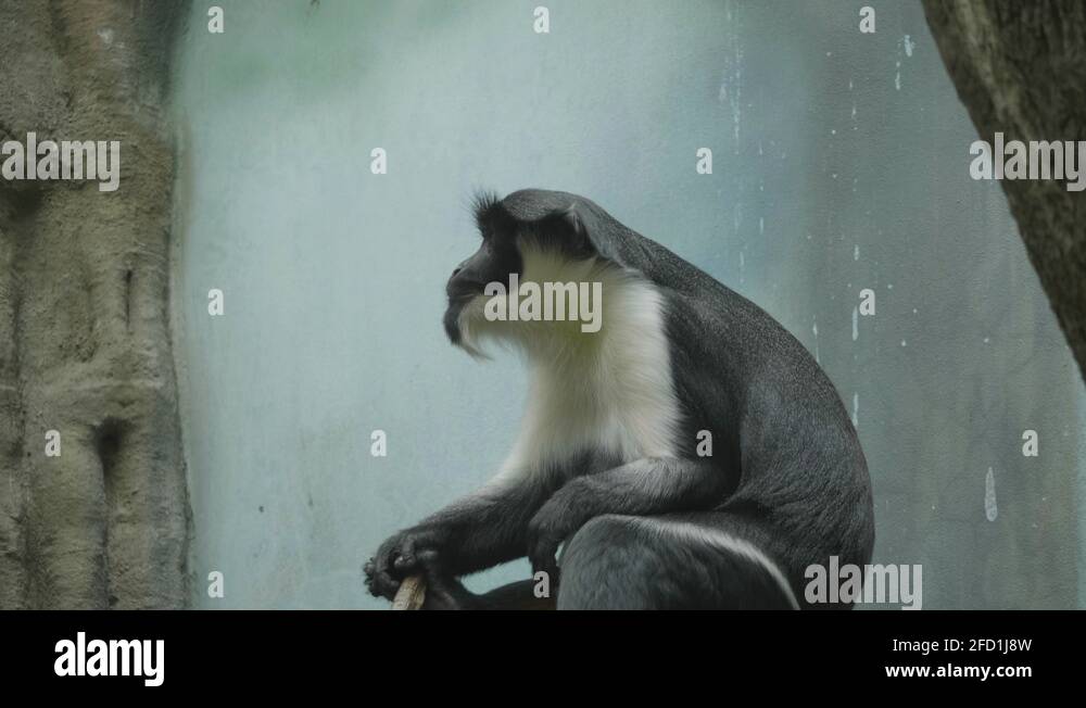 Monkey frown Stock Videos & Footage - HD and 4K Video Clips - Alamy