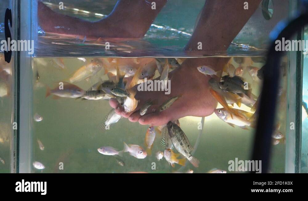 Fish massage therapy Stock Videos & Footage - HD and 4K Video Clips - Alamy