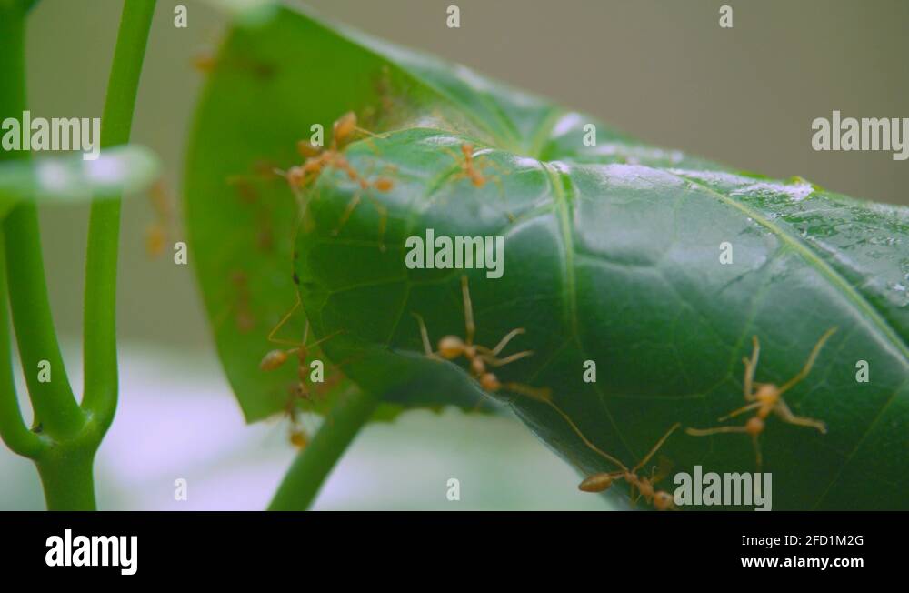 Unity of action Stock Videos & Footage - HD and 4K Video Clips - Alamy