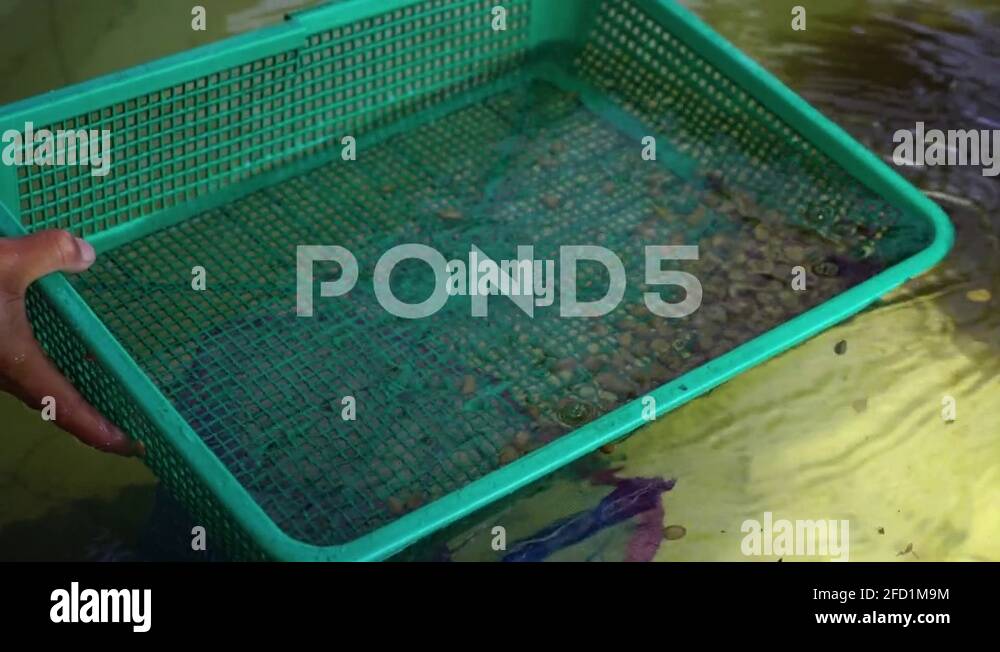 Washing coffee beans Stock Videos & Footage - HD and 4K Video Clips - Alamy