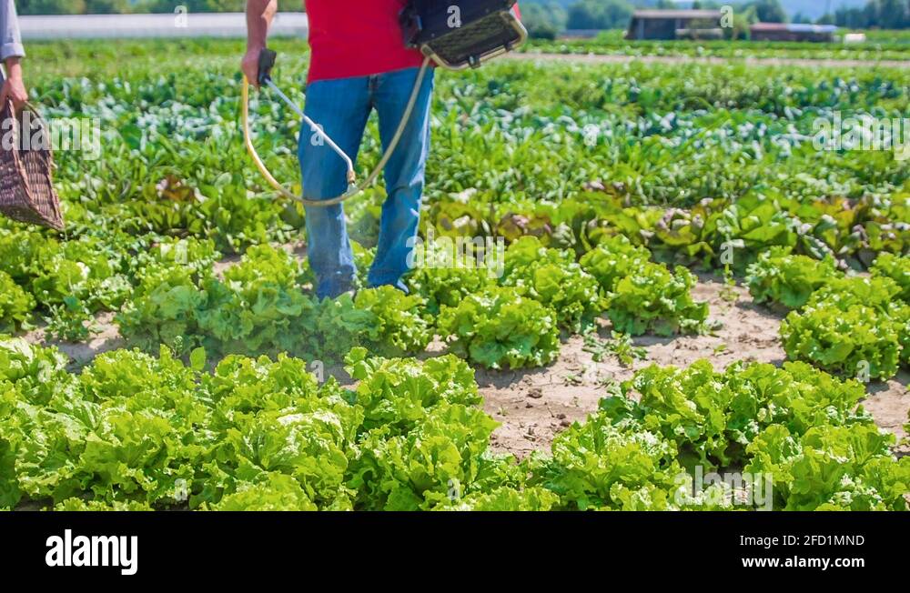Lettuce crops Stock Videos & Footage - HD and 4K Video Clips - Alamy