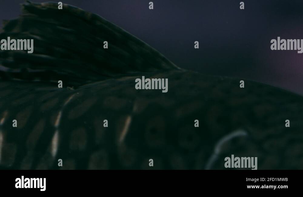 Spotted sorubim catfish (Pintado) closeup of spots and dorsal fin Stock Video Footage - Alamy