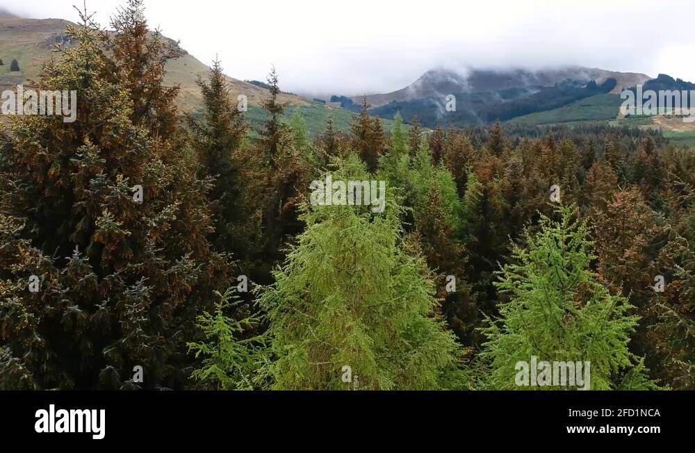 Highland pine trees Stock Videos & Footage - HD and 4K Video Clips - Alamy
