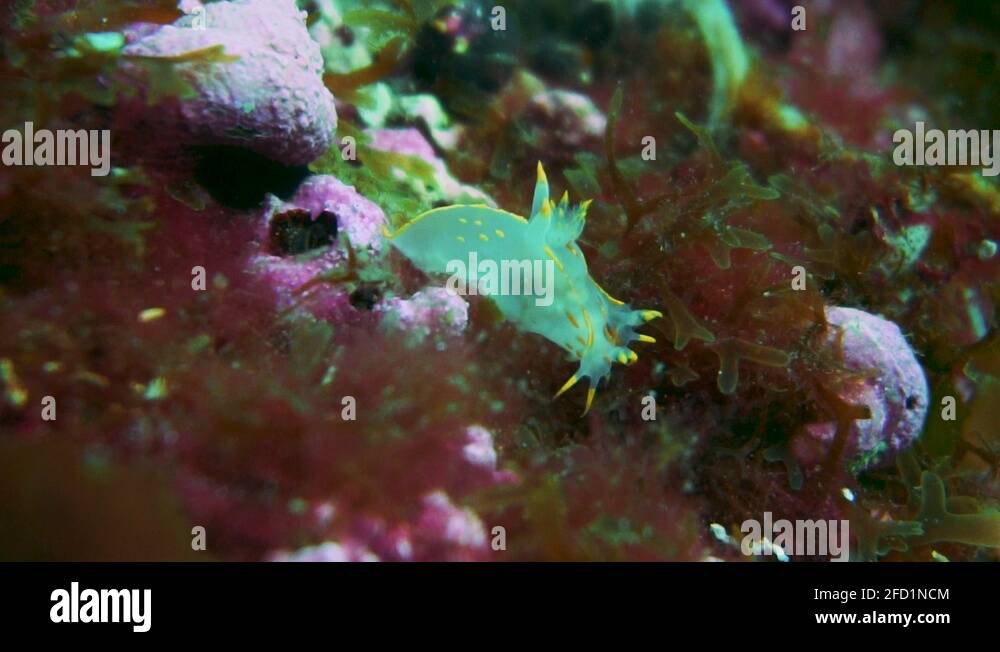 Green sea slug Stock Videos & Footage - HD and 4K Video Clips - Alamy