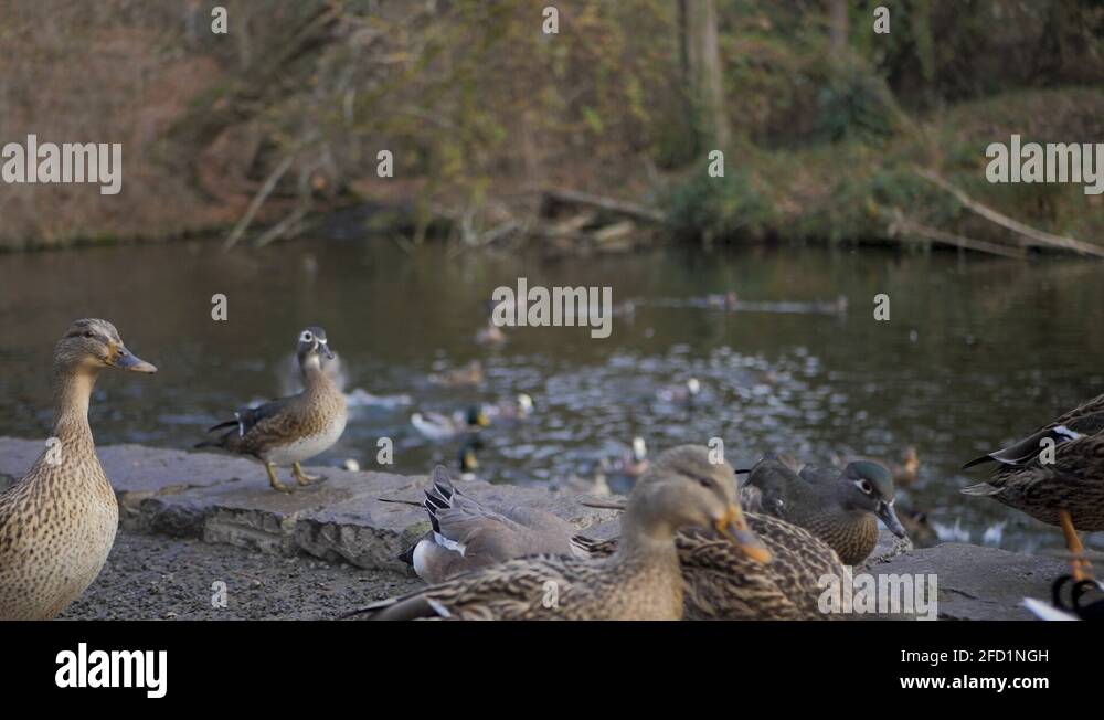 Ducks flying across ledge flapping wings at duck pond lake water ...